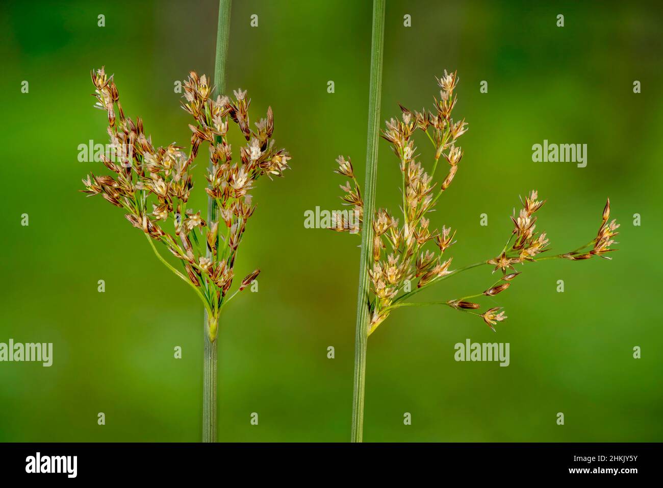 hard rush, European meadow rush (Juncus inflexus), inflorescences ...