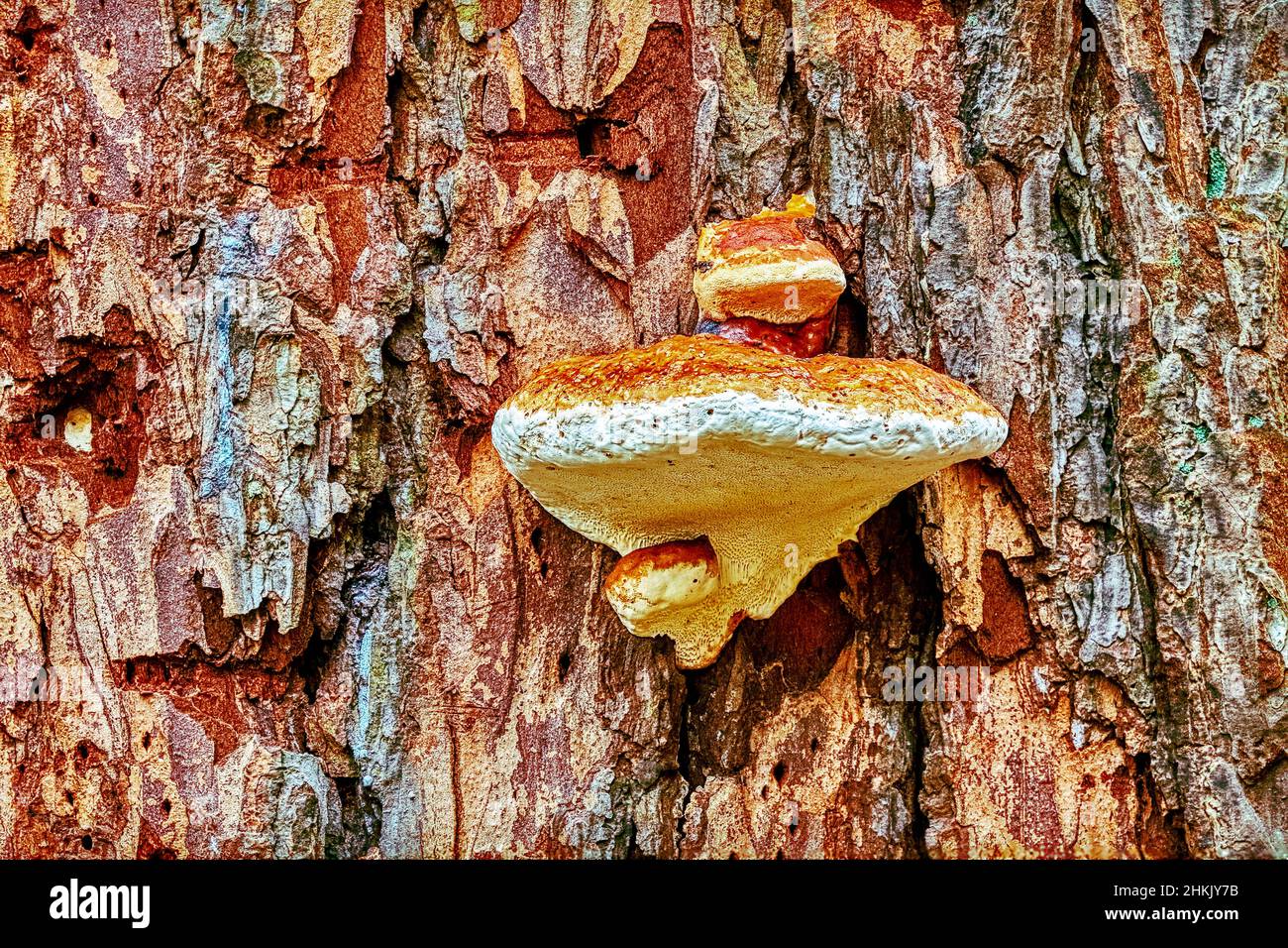 Red Banded Polypore, Red-banded Polypore, Red belted Bracket, Red ...