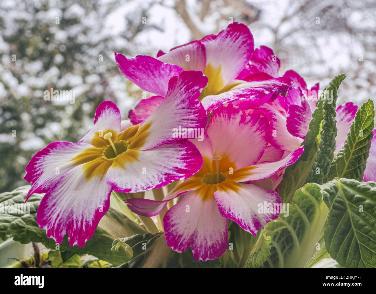 true English primrose (Primula acaulis, Primula vulgaris), with ...