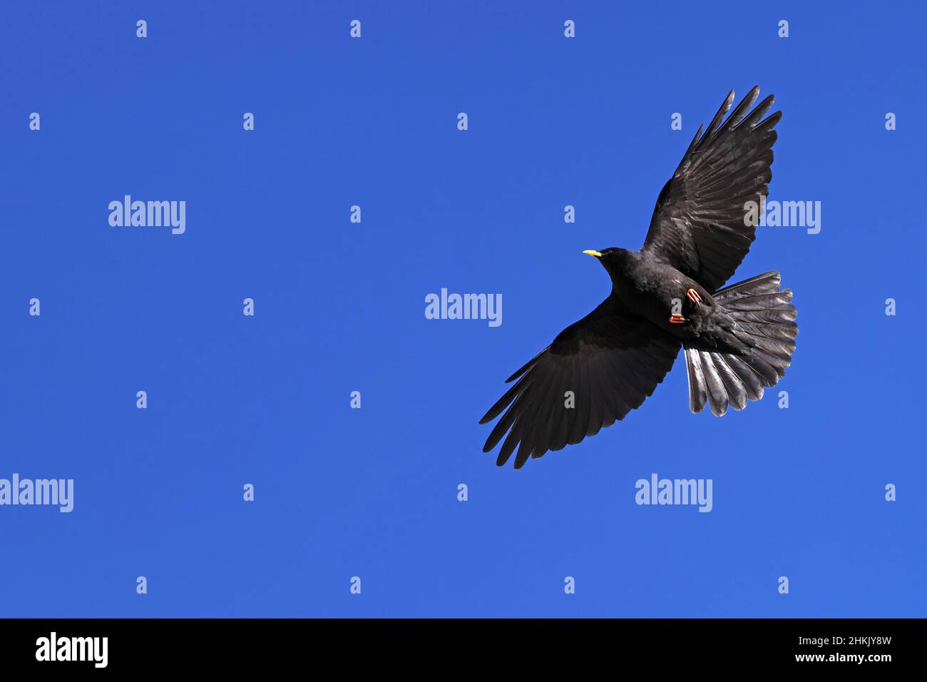 alpine chough (Pyrrhocorax graculus), in flight, Switzerland Stock ...