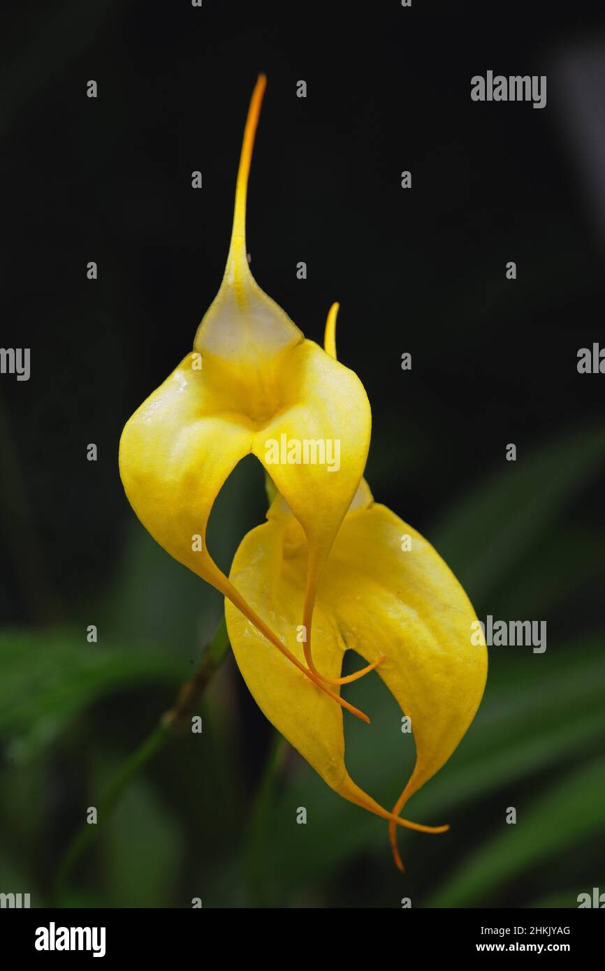 Masdevallia hi-res stock photography and images - Alamy