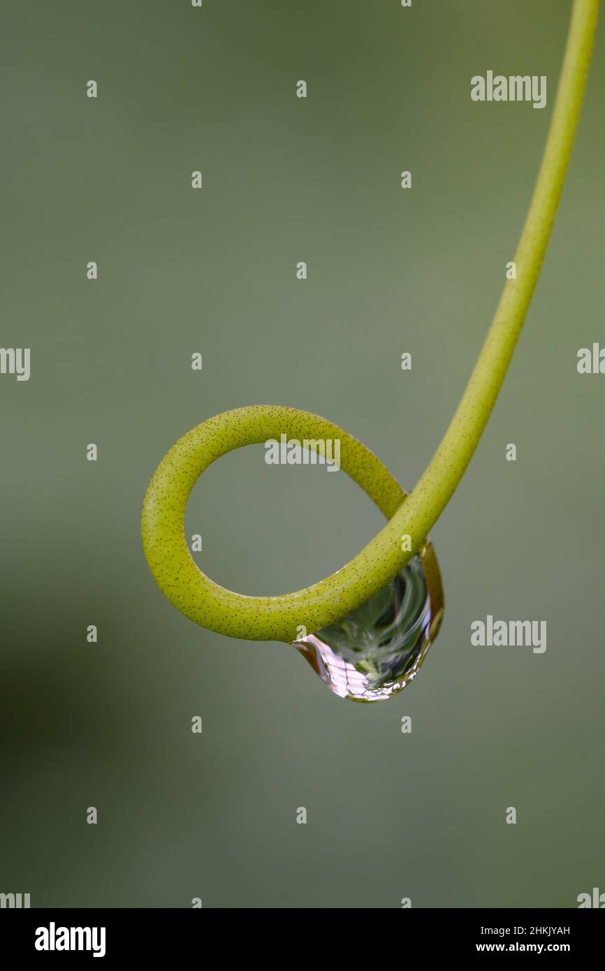 tendril with water drop Stock Photo - Alamy