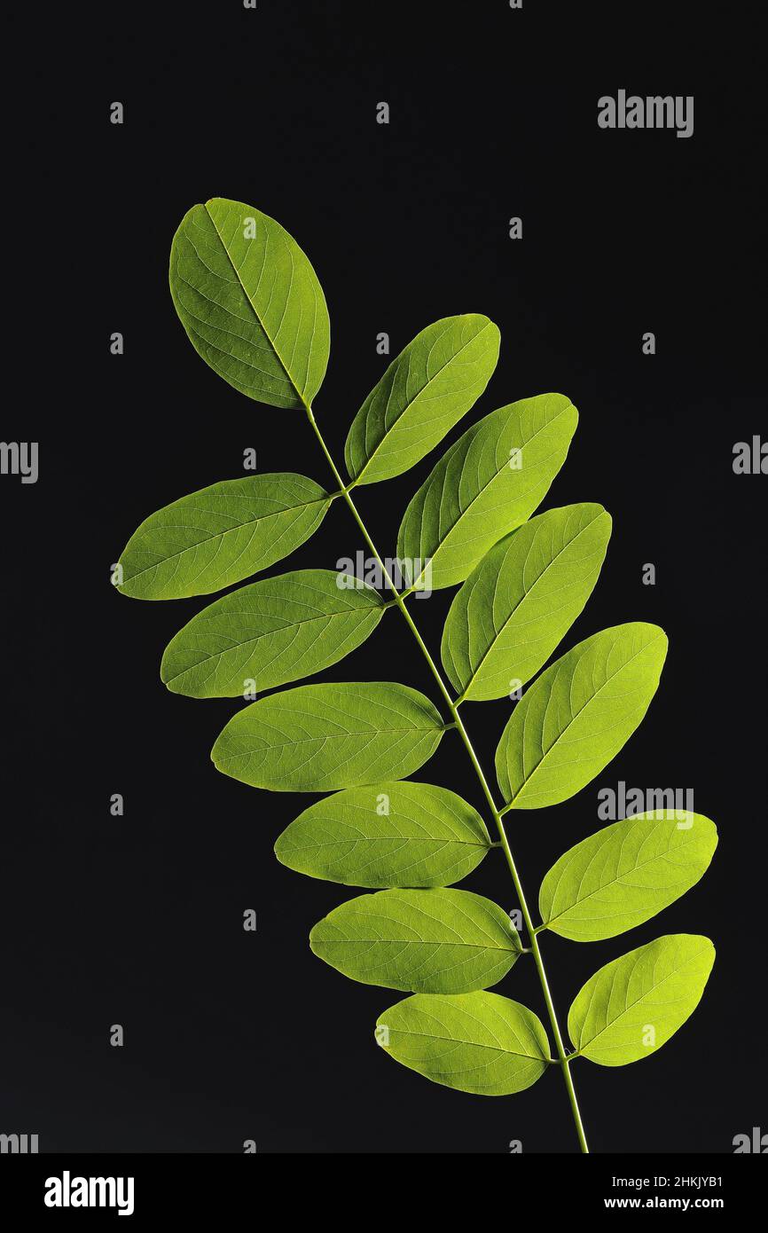 black locust, common locust, robinia (Robinia pseudo-acacia, Robinia ...