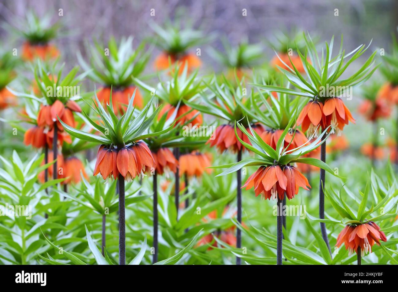 crown imperial lily (Fritillaria imperialis), orange blooming Stock ...