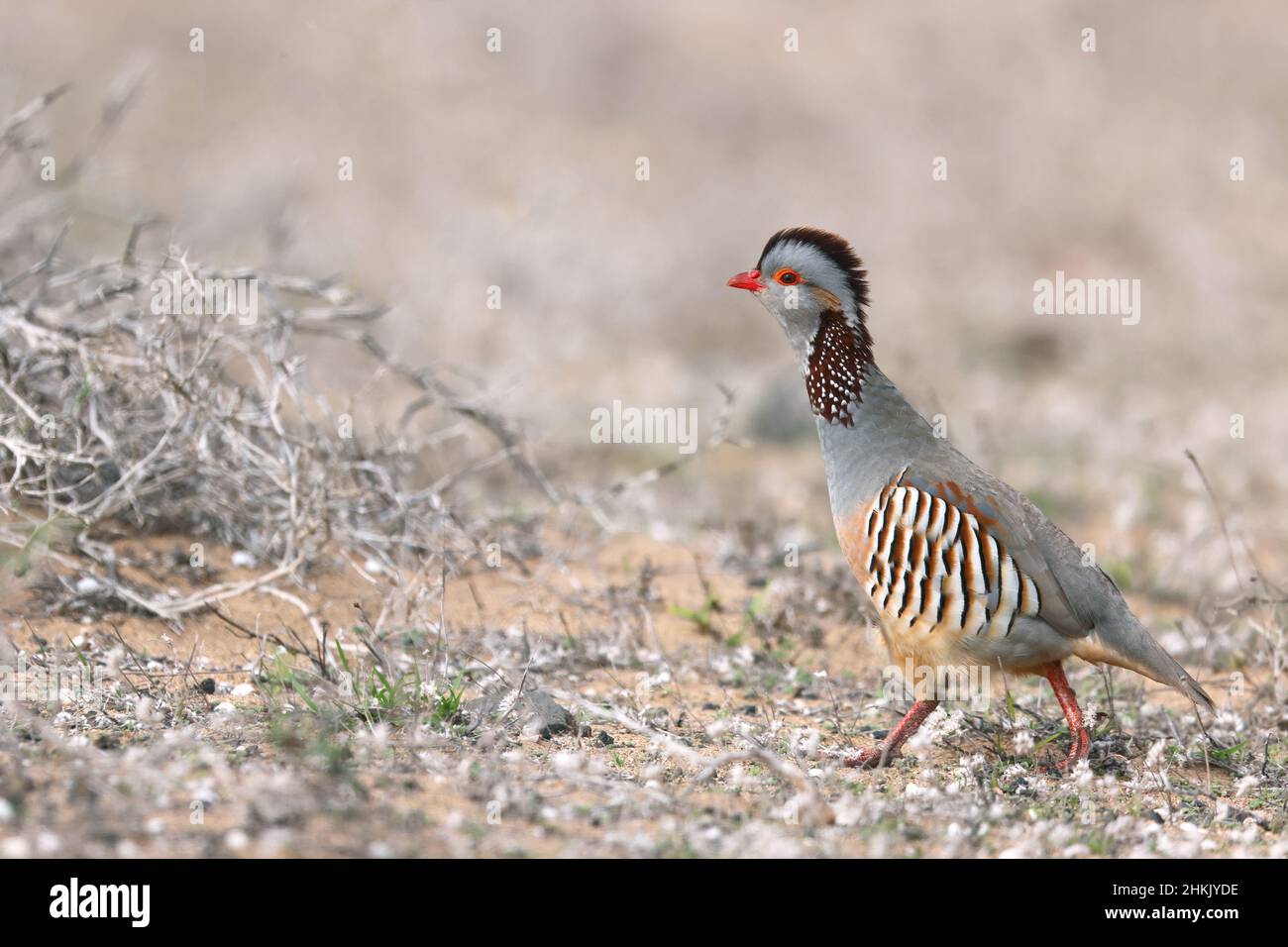 barbary partridge (Alectoris barbara), walks in semi-desert, Canary ...