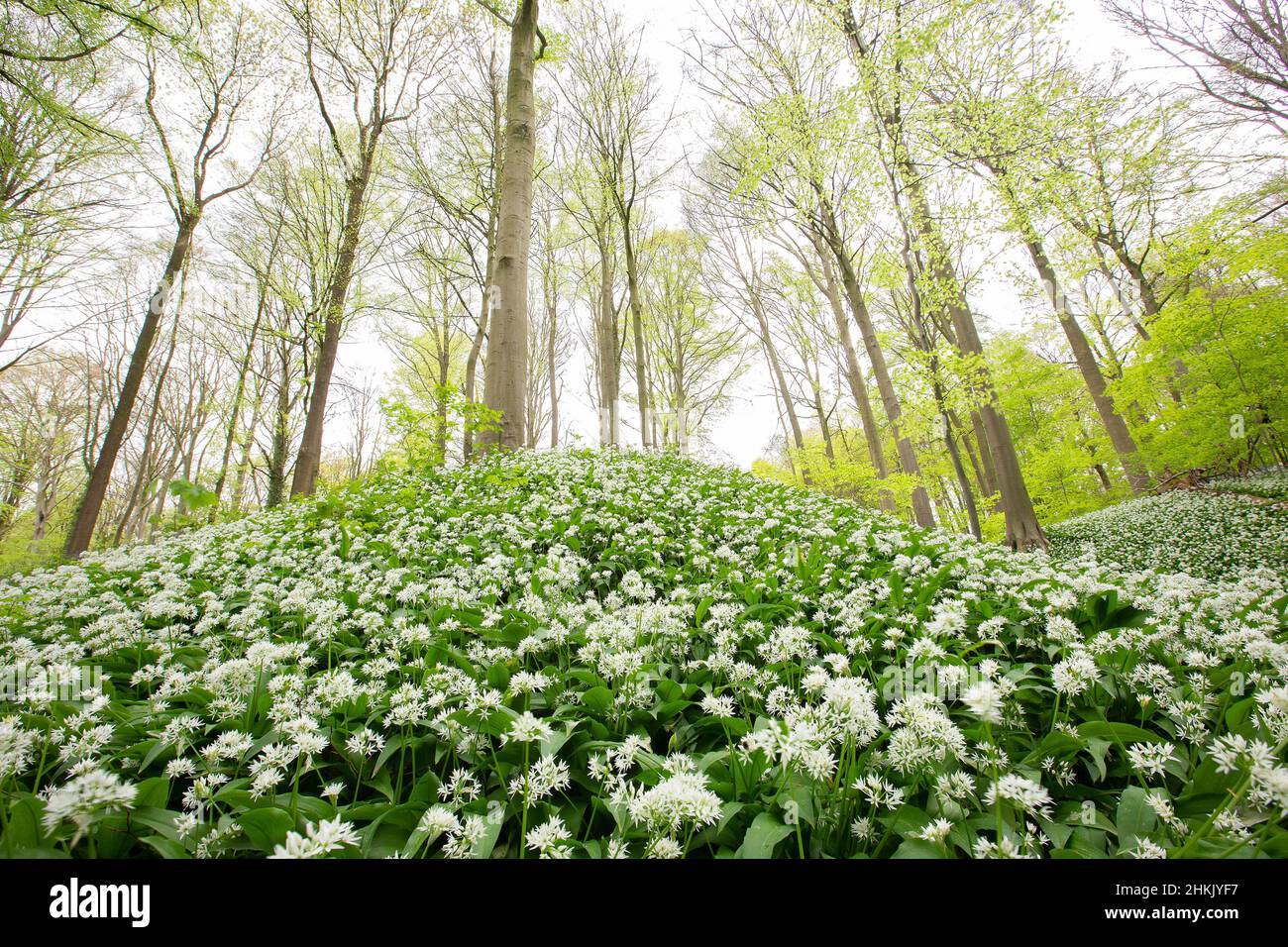 ramson, buckrams, wild garlic, broad-leaved garlic, wood garlic, bear ...