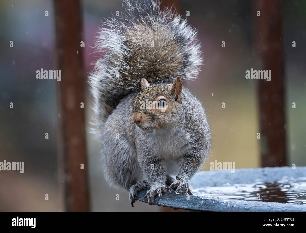 Squirrel in the bird bath with a peanut Stock Photo - Alamy