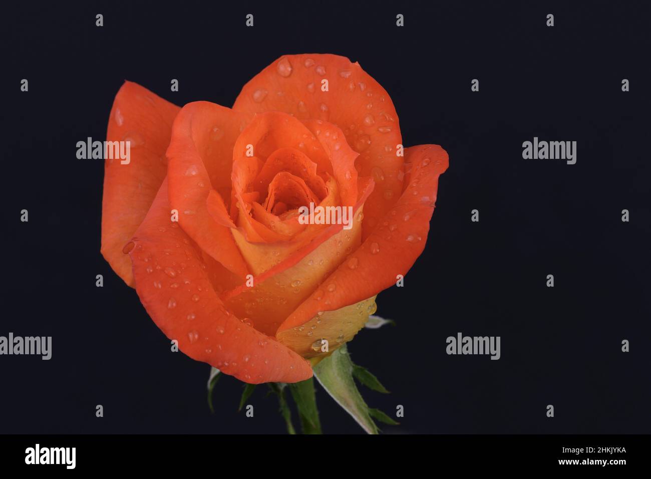 ornamental rose (Rosa spec.), rose flower with dew drops Stock Photo ...