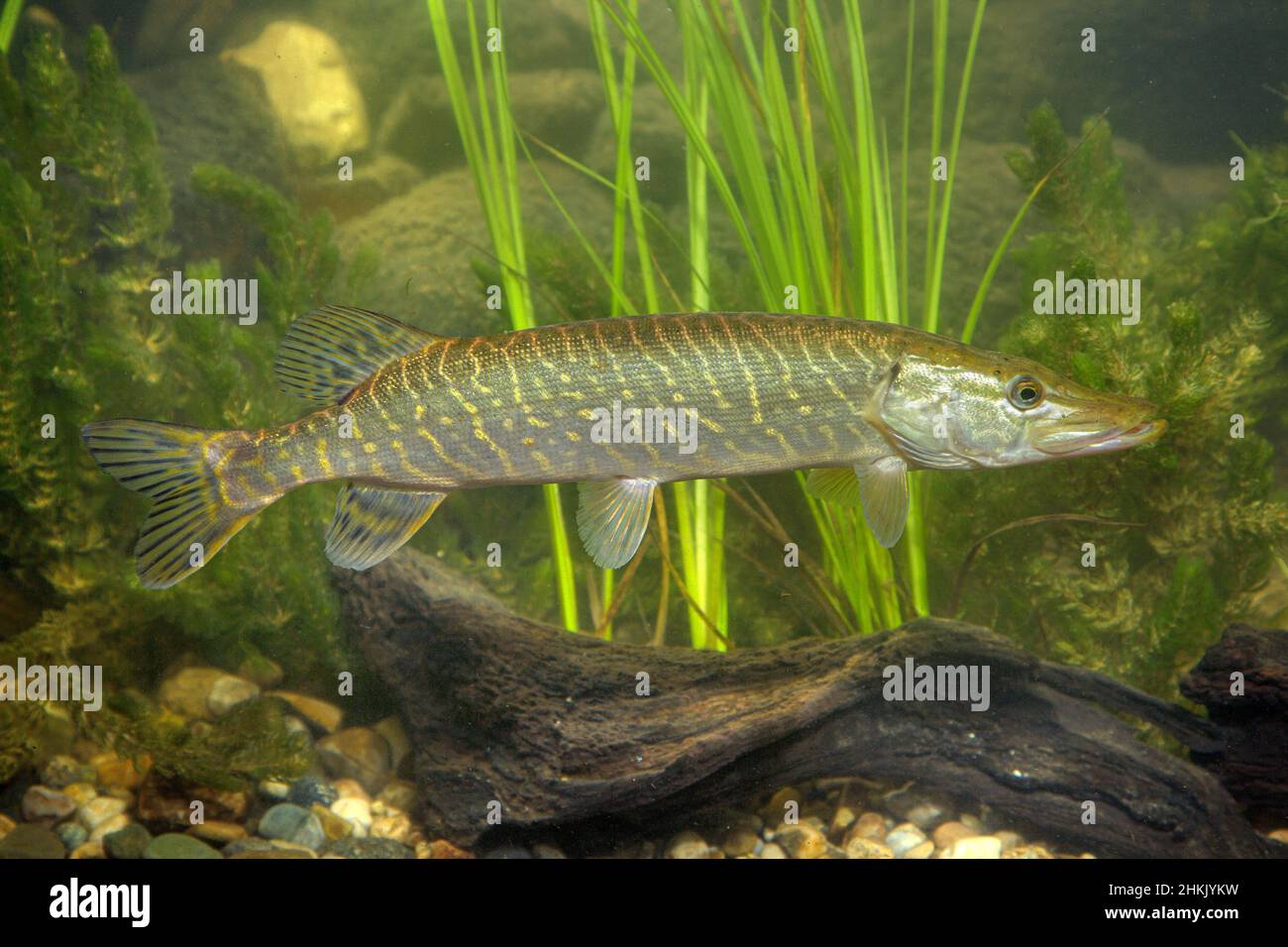 Pike hi-res stock photography and images - Alamy