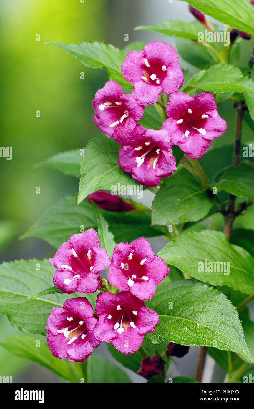 weigela (Weigela spec.), blooming Stock Photo - Alamy