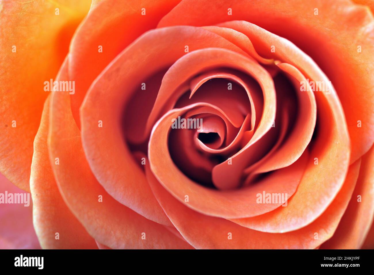 ornamental rose (Rosa spec.), salmon-colored rose bloom, detail Stock ...