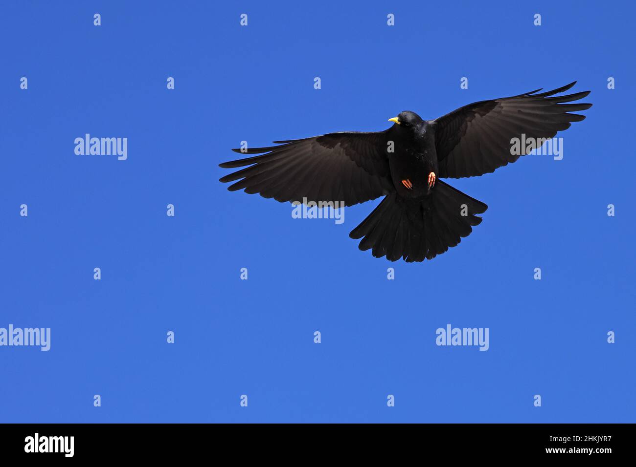 alpine chough (Pyrrhocorax graculus), in flight, Switzerland Stock ...