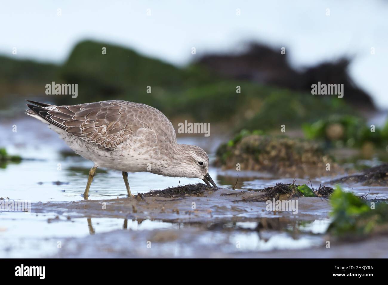 Red knot hi-res stock photography and images - Alamy