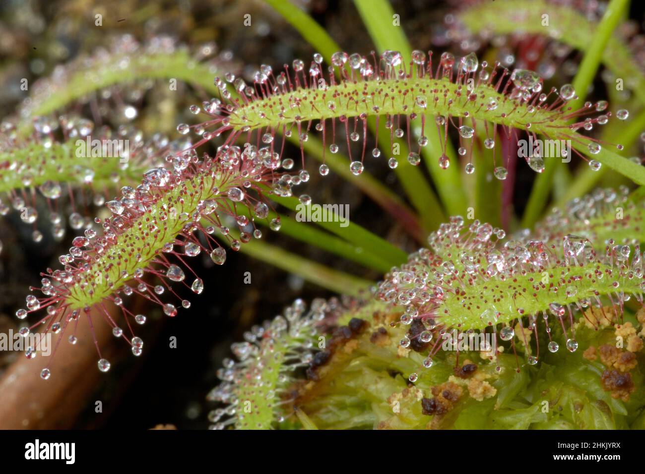 Cape sundew drosera capensis leaves hi-res stock photography and images ...