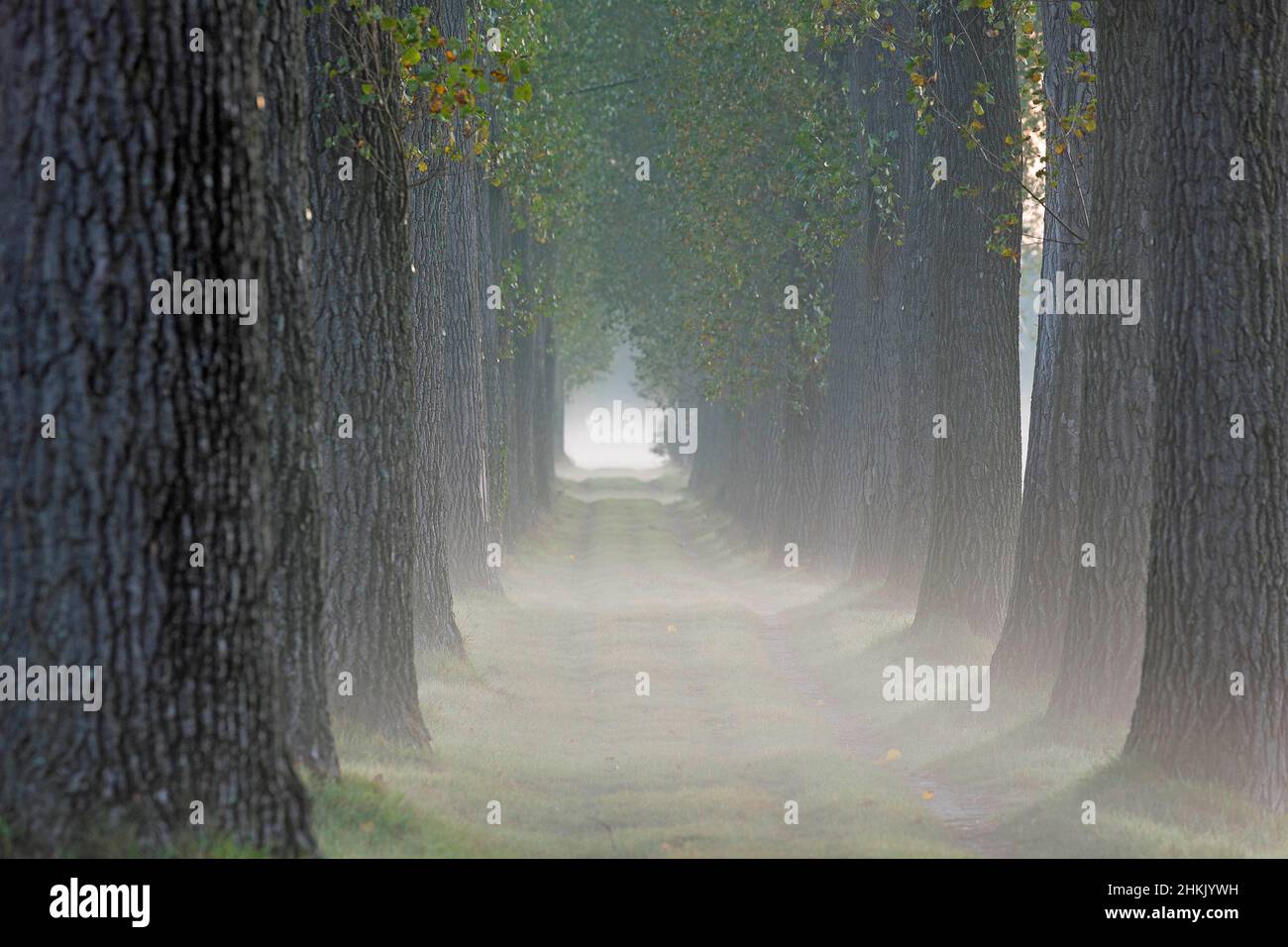 Canadian Poplar (Populus x canadensis, Populus canadensis), Row of ...