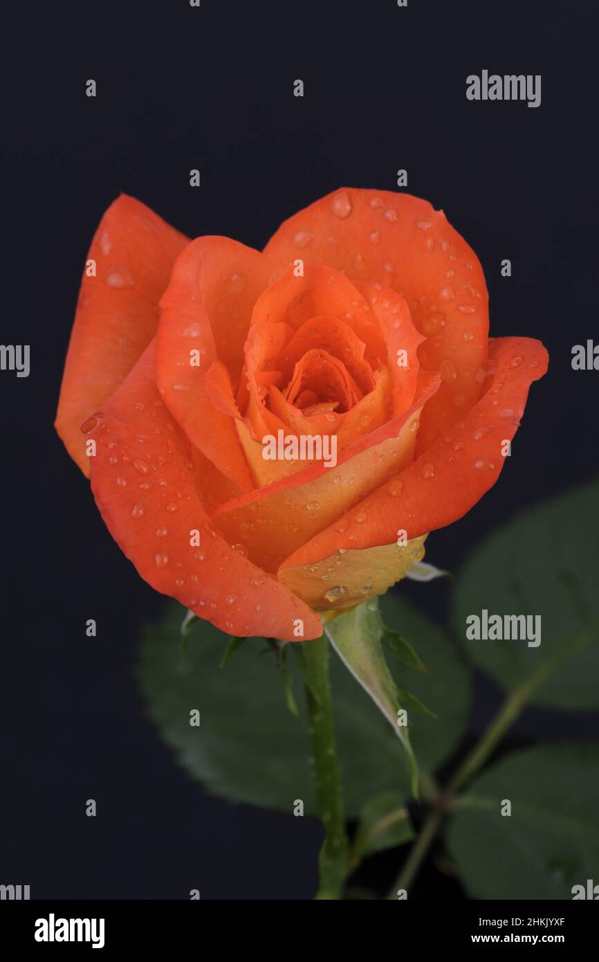 ornamental rose (Rosa spec.), rose flower with dew drops Stock Photo ...