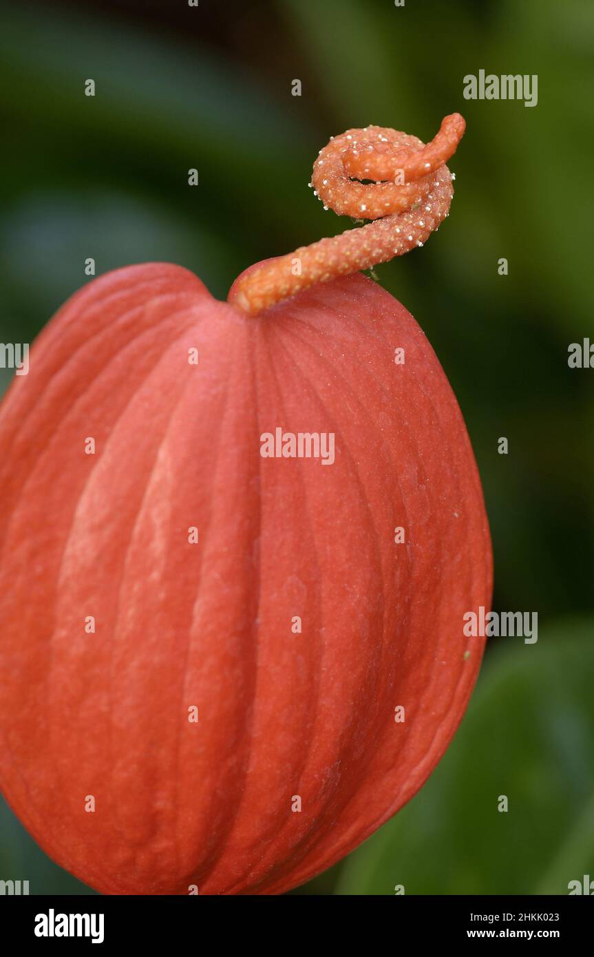 flamingo plant (Anthurium spec.), inflorescence Stock Photo - Alamy