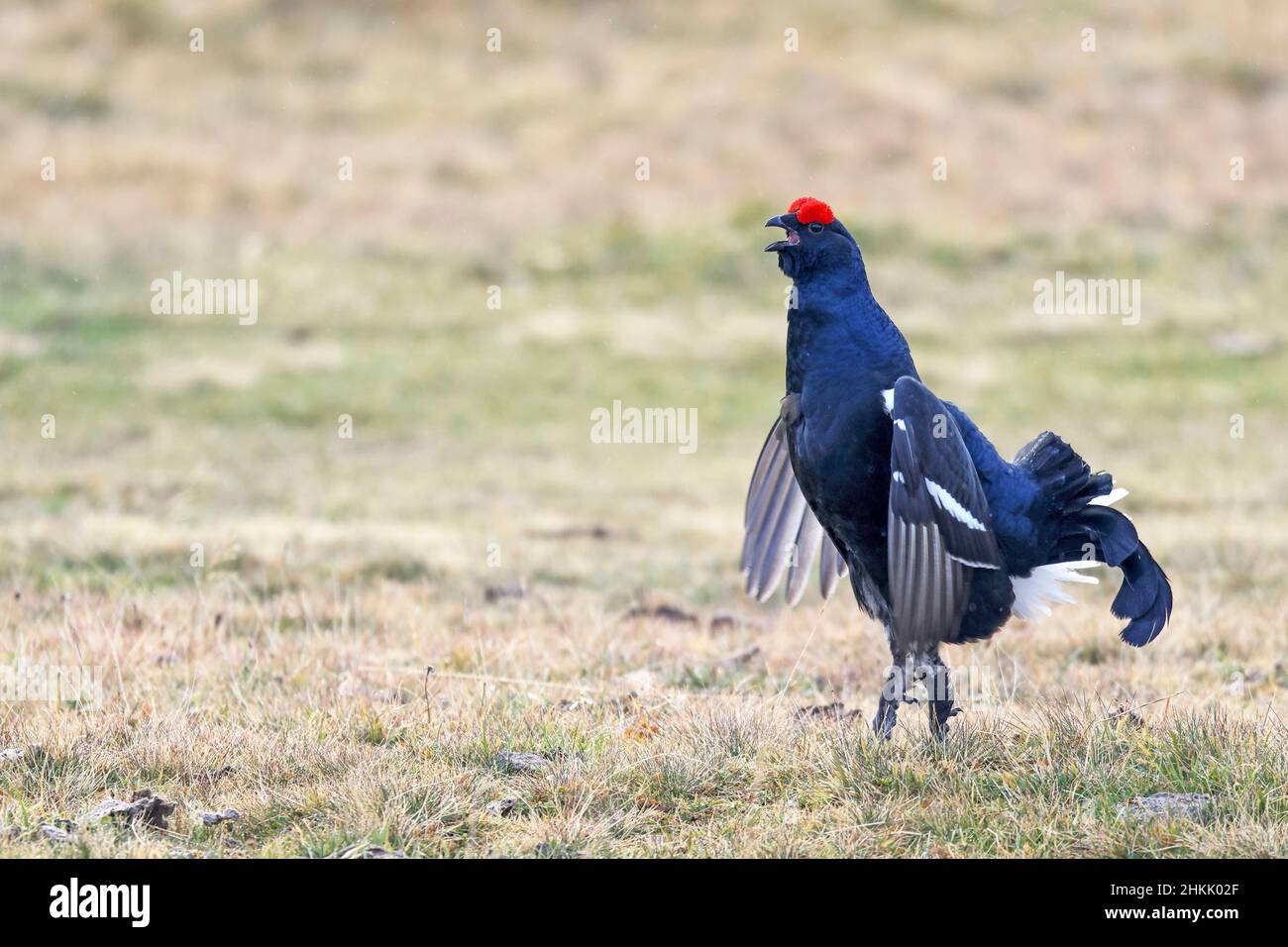 black grouse (Lyrurus tetrix, Tetrao tetrix), male displys in autumn ...