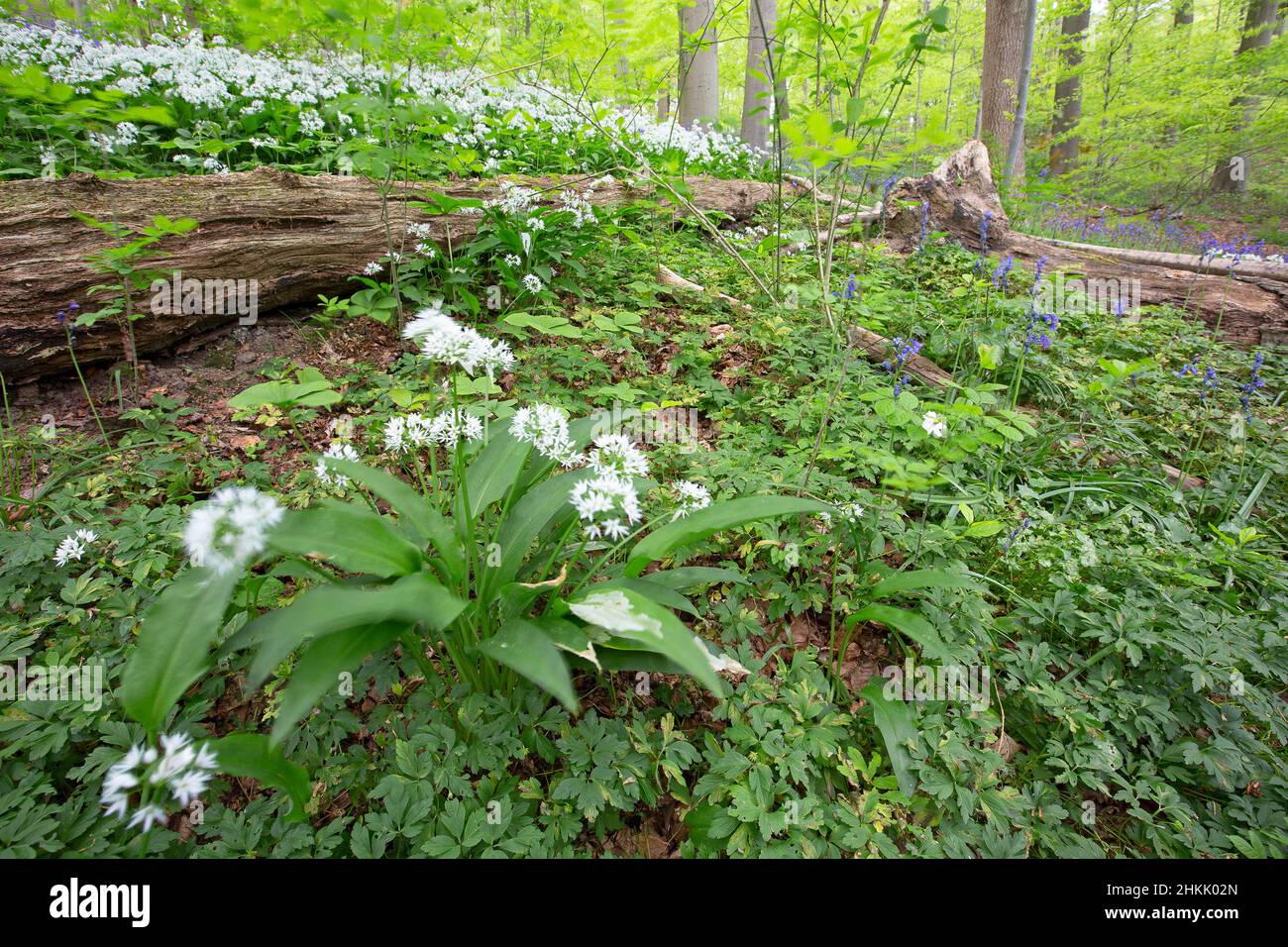 ramson, buckrams, wild garlic, broad-leaved garlic, wood garlic, bear ...
