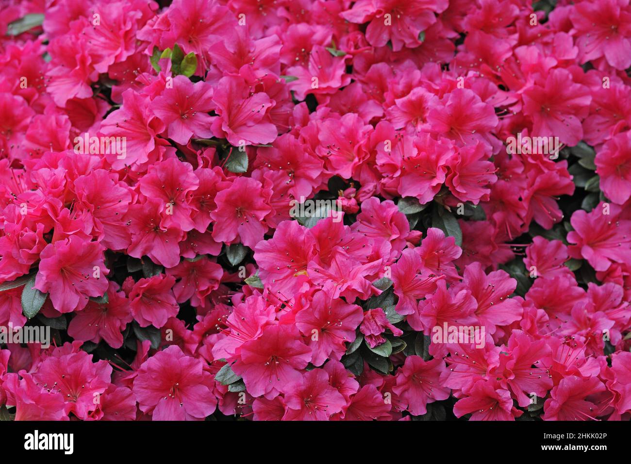 Azalea, Formosa Azalea, Sim's Azalea (Rhododendron simsii), blooming, 2 ...
