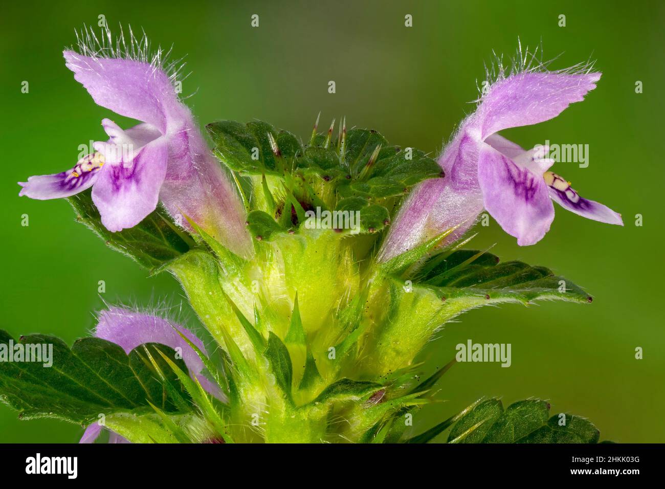 common hemp nettle, brittle-stem hempnettle (Galeopsis tetrahit ...