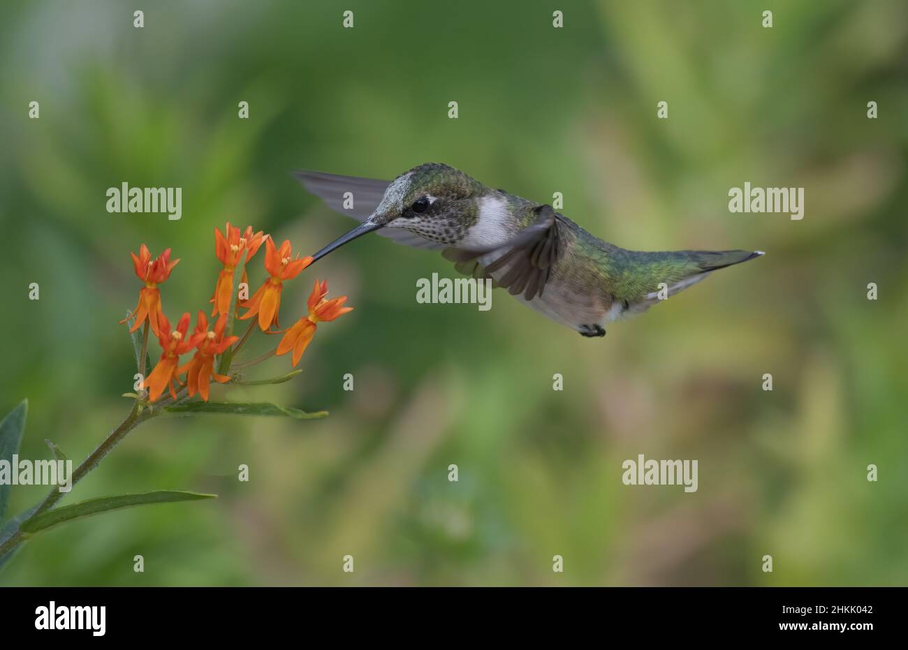 Ruby-throated hummingbird hovering in flight while drawing nectar from ...