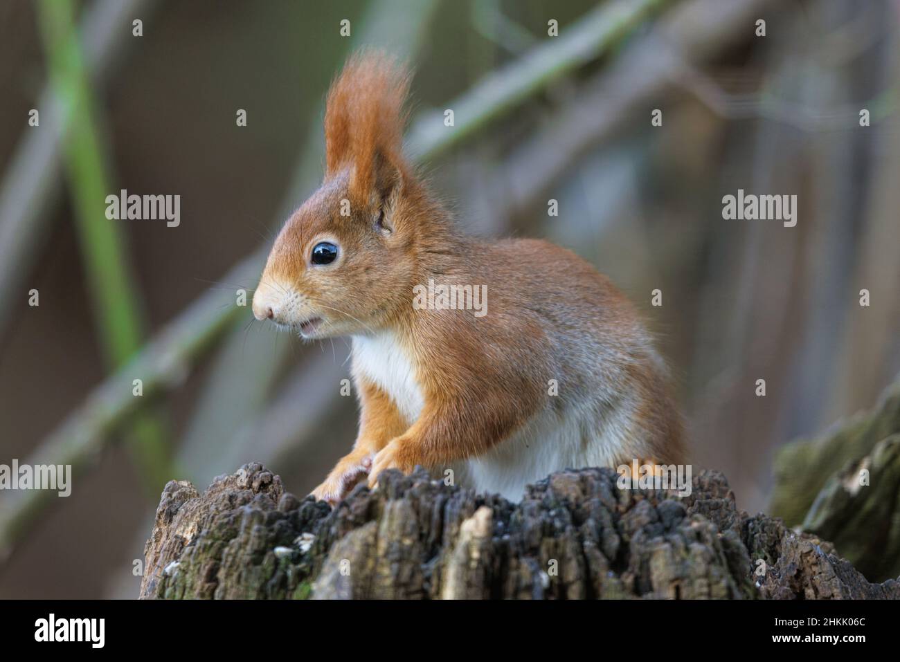 European red squirrel, Eurasian red squirrel (Sciurus vulgaris), with ...