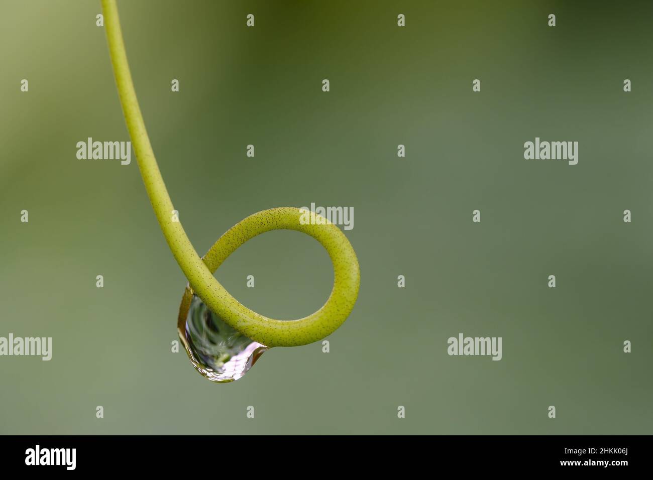 Tendrillar plants hi-res stock photography and images - Alamy