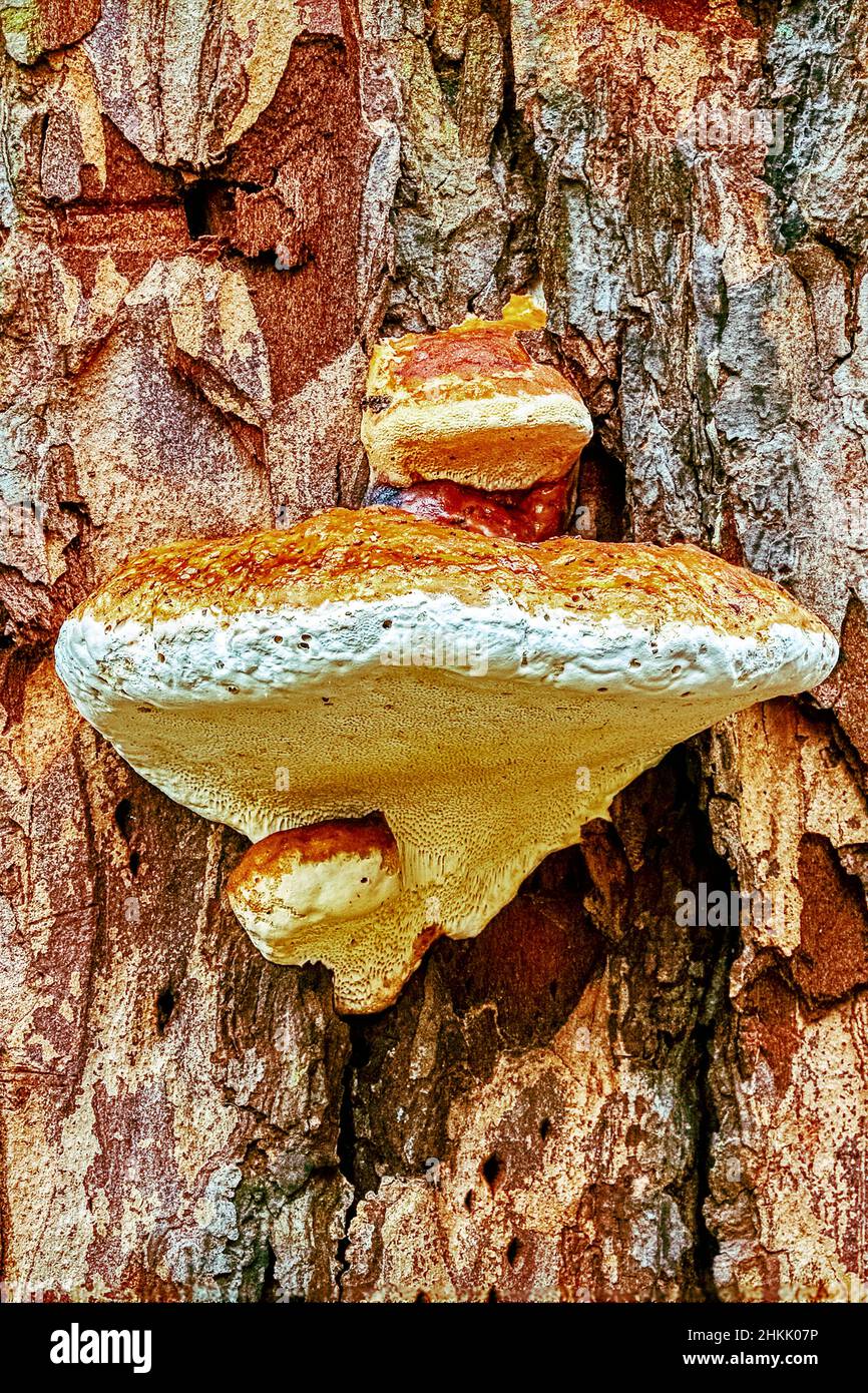 Red Banded Polypore, Red-banded Polypore, Red belted Bracket, Red ...