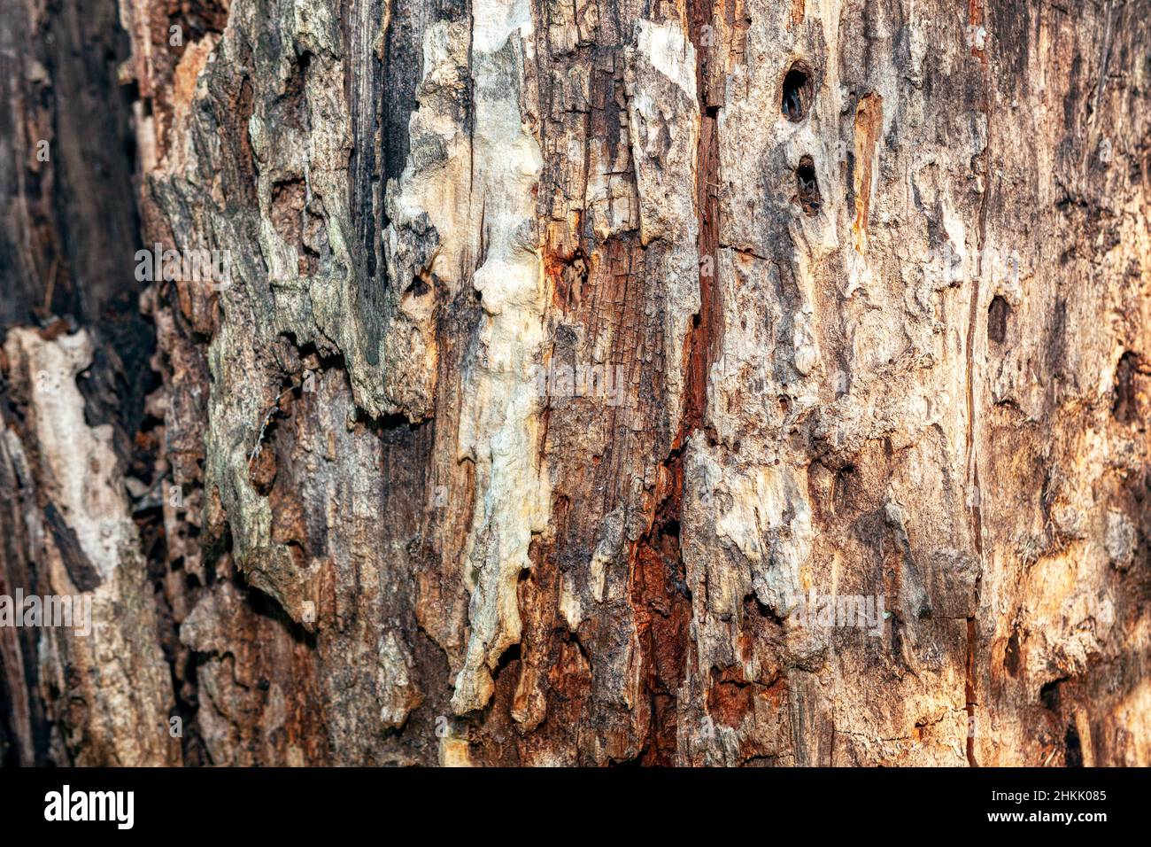 Tree bark texture . Rotten wood surface Stock Photo - Alamy