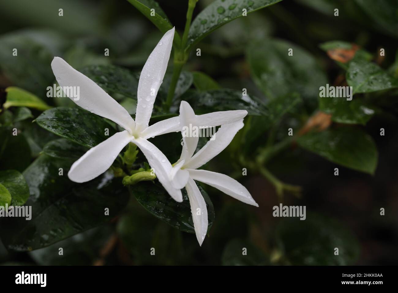 Natal Plum, Natal Plum Tree (Carissa macrocarpa), flowers Stock Photo ...