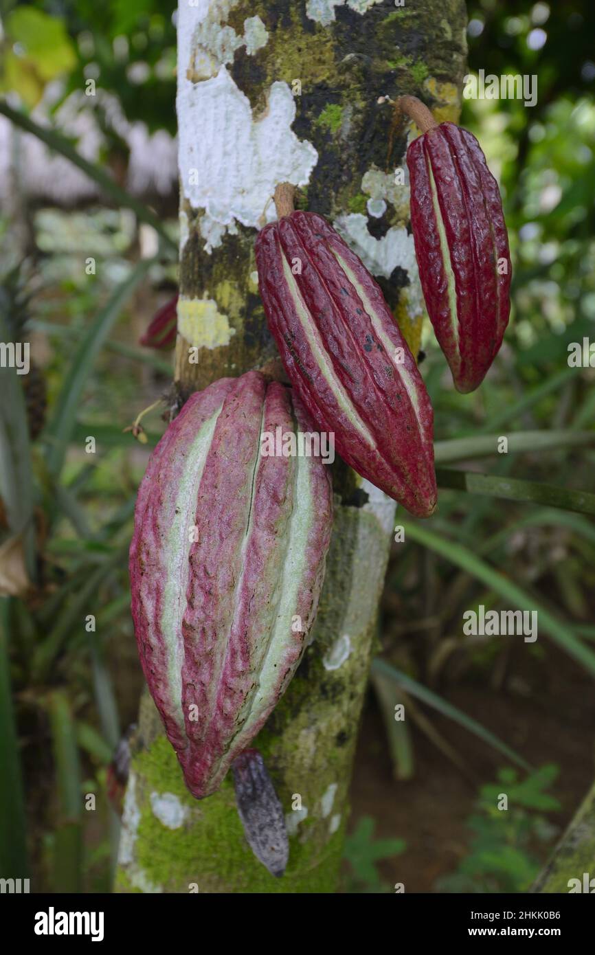 chocolate, cocoa tree (Theobroma cacao), red cocoa fruits on a tree ...