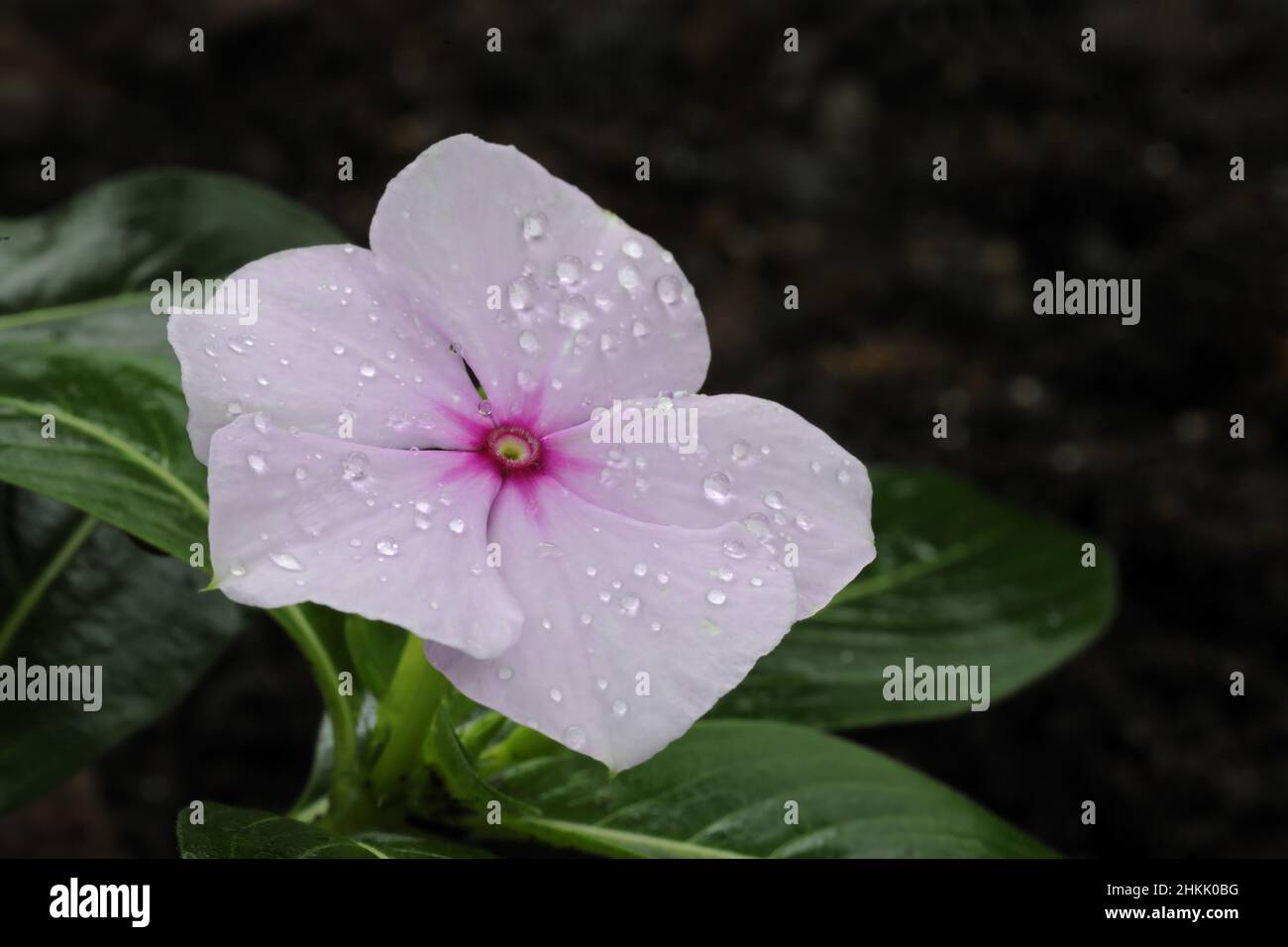 Rose periwinkle, common periwinkle, Madagascar periwinkle (Catharanthus ...