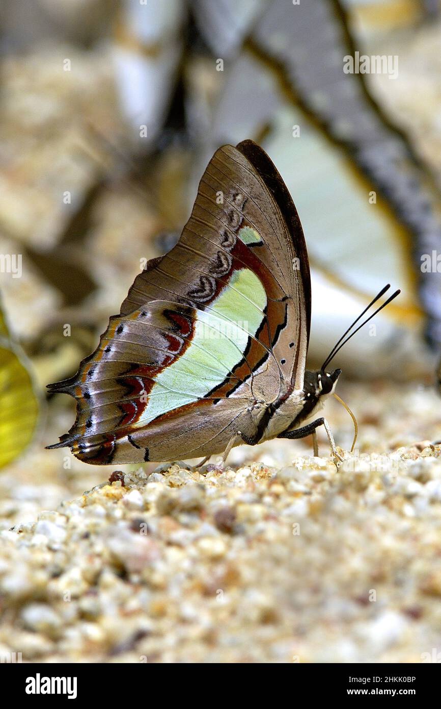 common nawab (Polyura athamas), sucks minerals from sandy ground, side ...