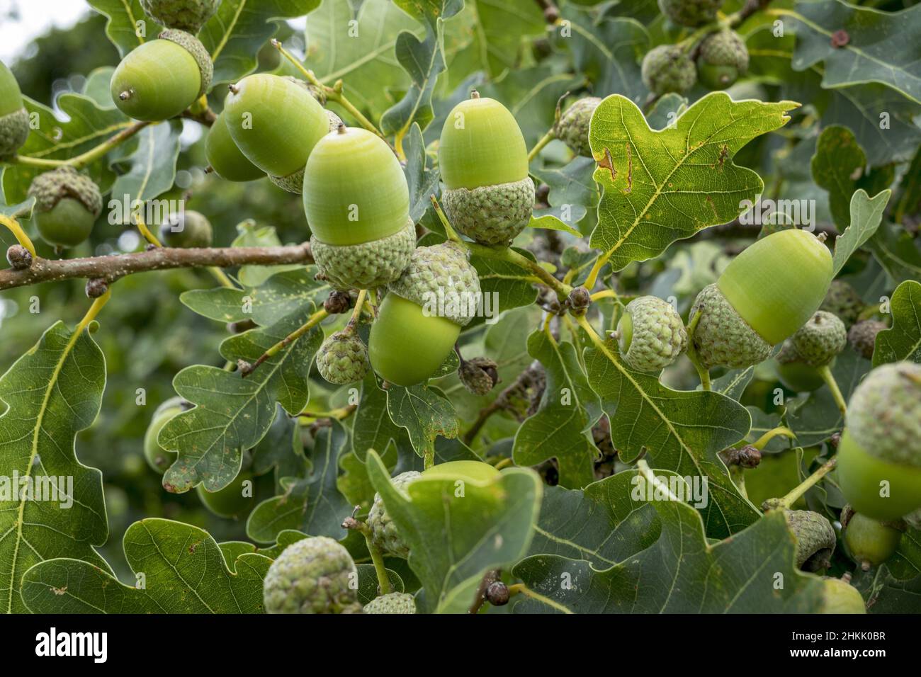Sommereiche frucht eichel hi-res stock photography and images - Alamy