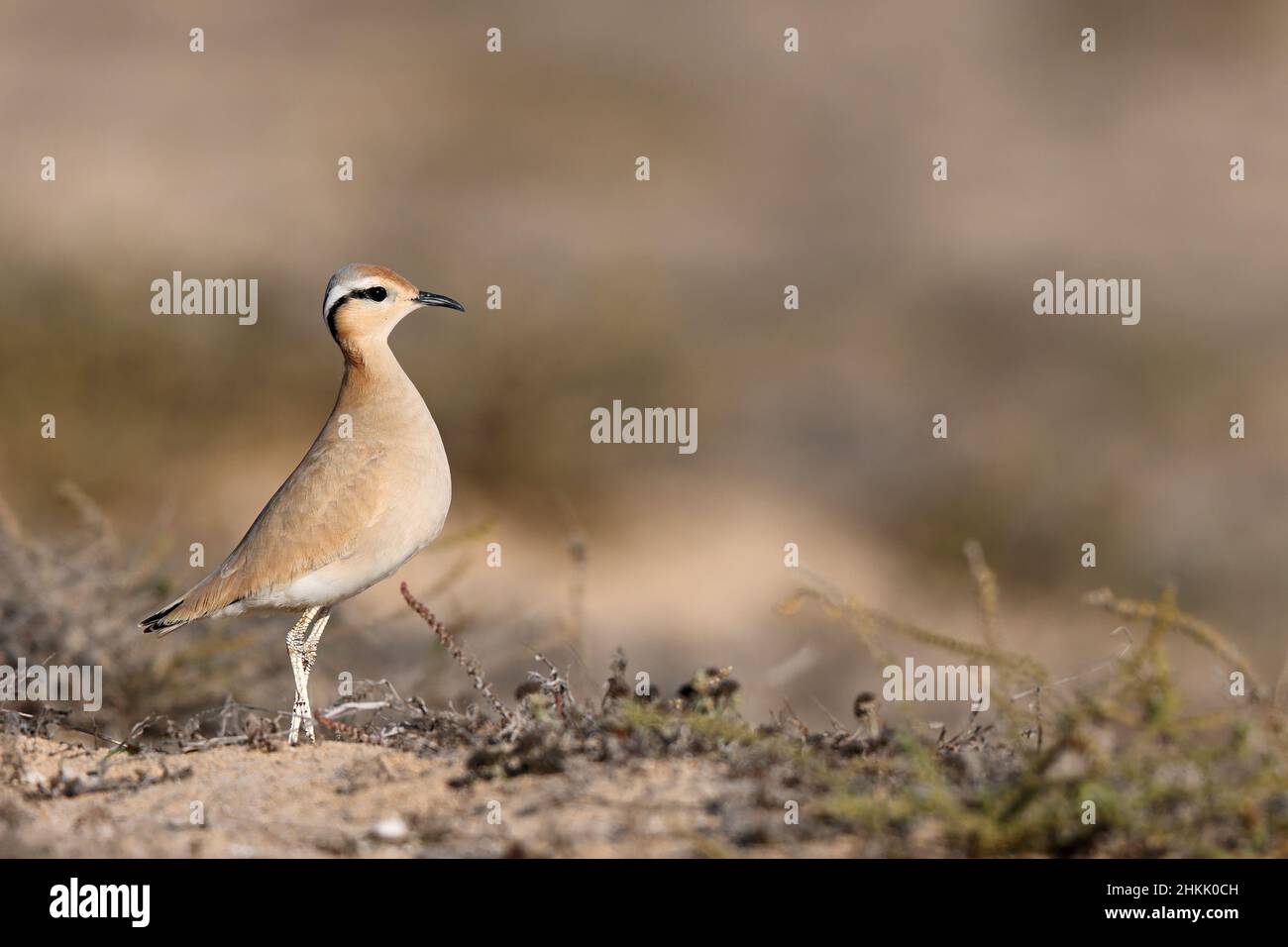 cream-coloured courser (Cursorius cursor), standing on the ground in ...