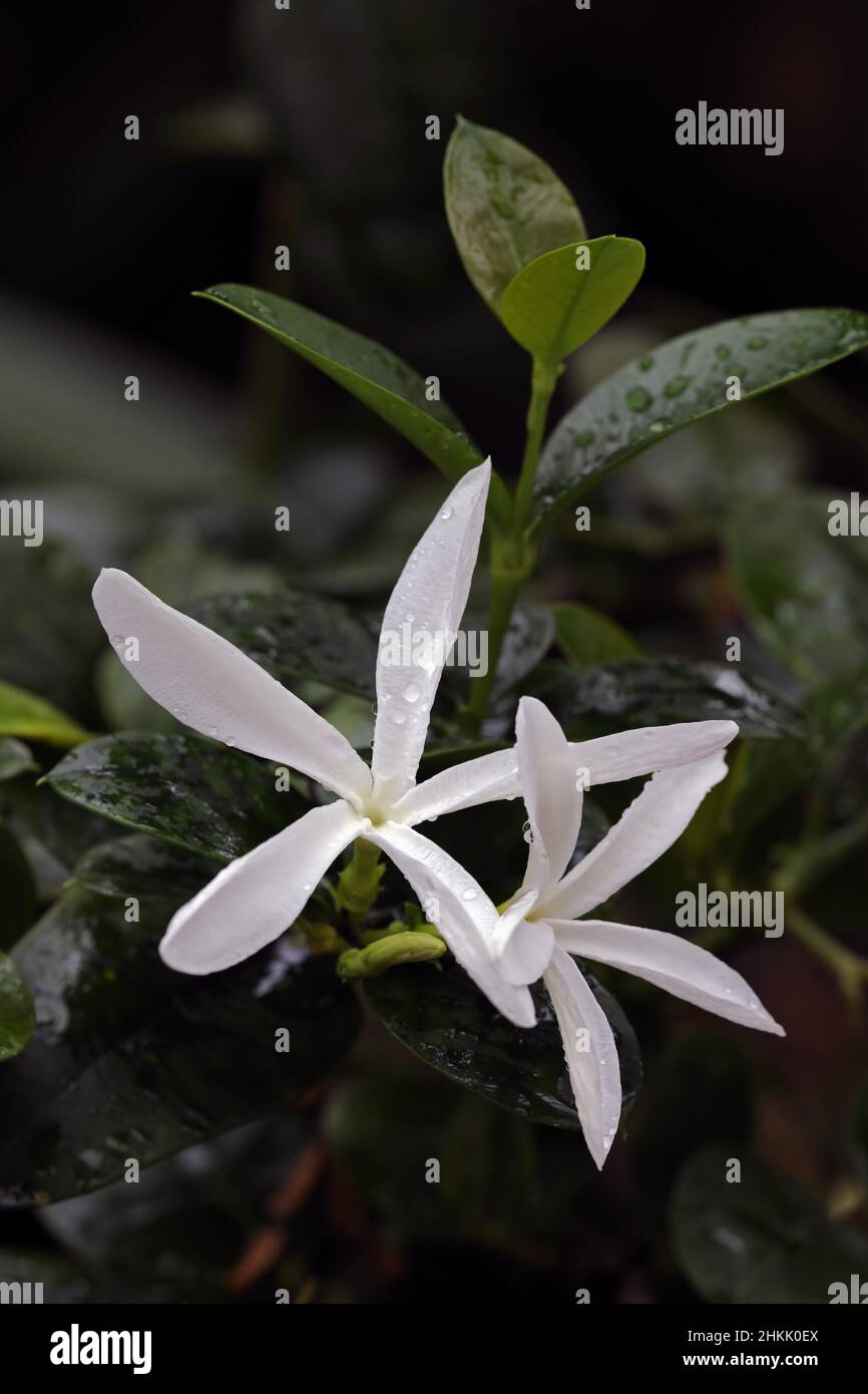 Natal Plum, Natal Plum Tree (Carissa macrocarpa), flowers Stock Photo ...