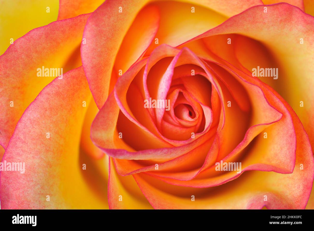Rose section hi-res stock photography and images - Alamy