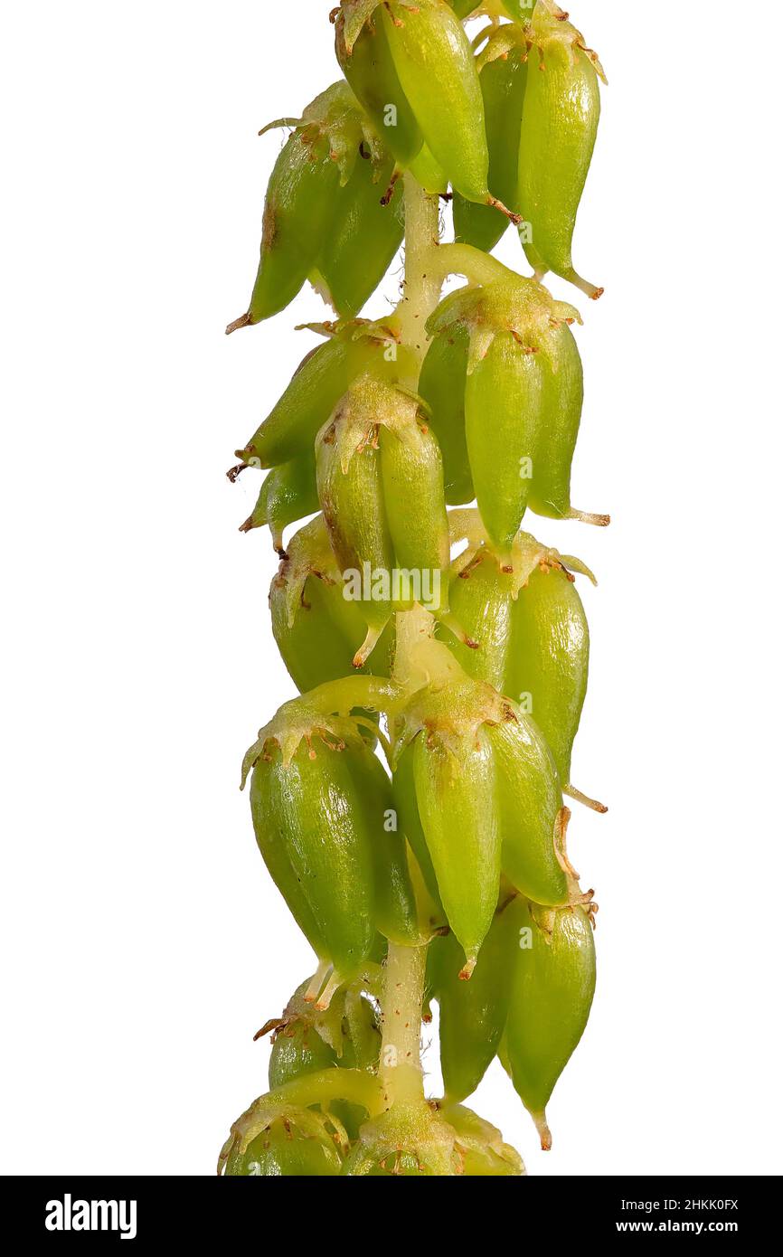 Goat's beard spiraea, Common goatsbeard (Aruncus dioicus), fruits ...