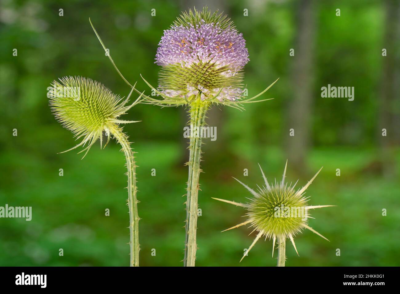 Wild teasel, Fuller's teasel, Common teasel, Common teazle (Dipsacus ...