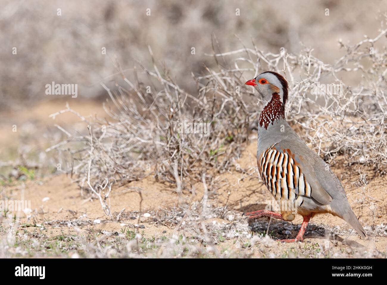 barbary partridge (Alectoris barbara), walks in semi-desert, Canary ...