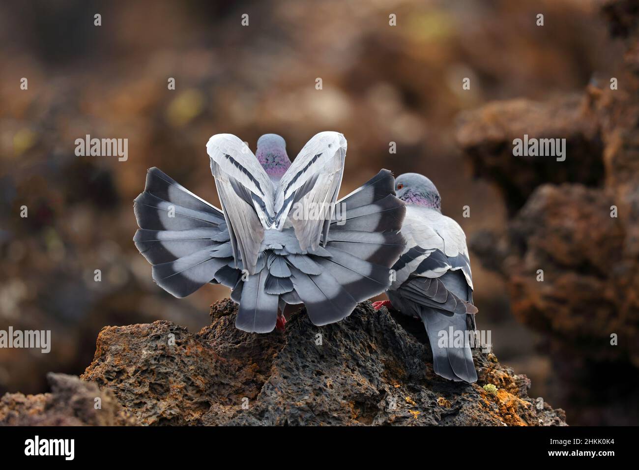 feral rock pigeon (Columba livia), male spreads tail and wings, rear ...