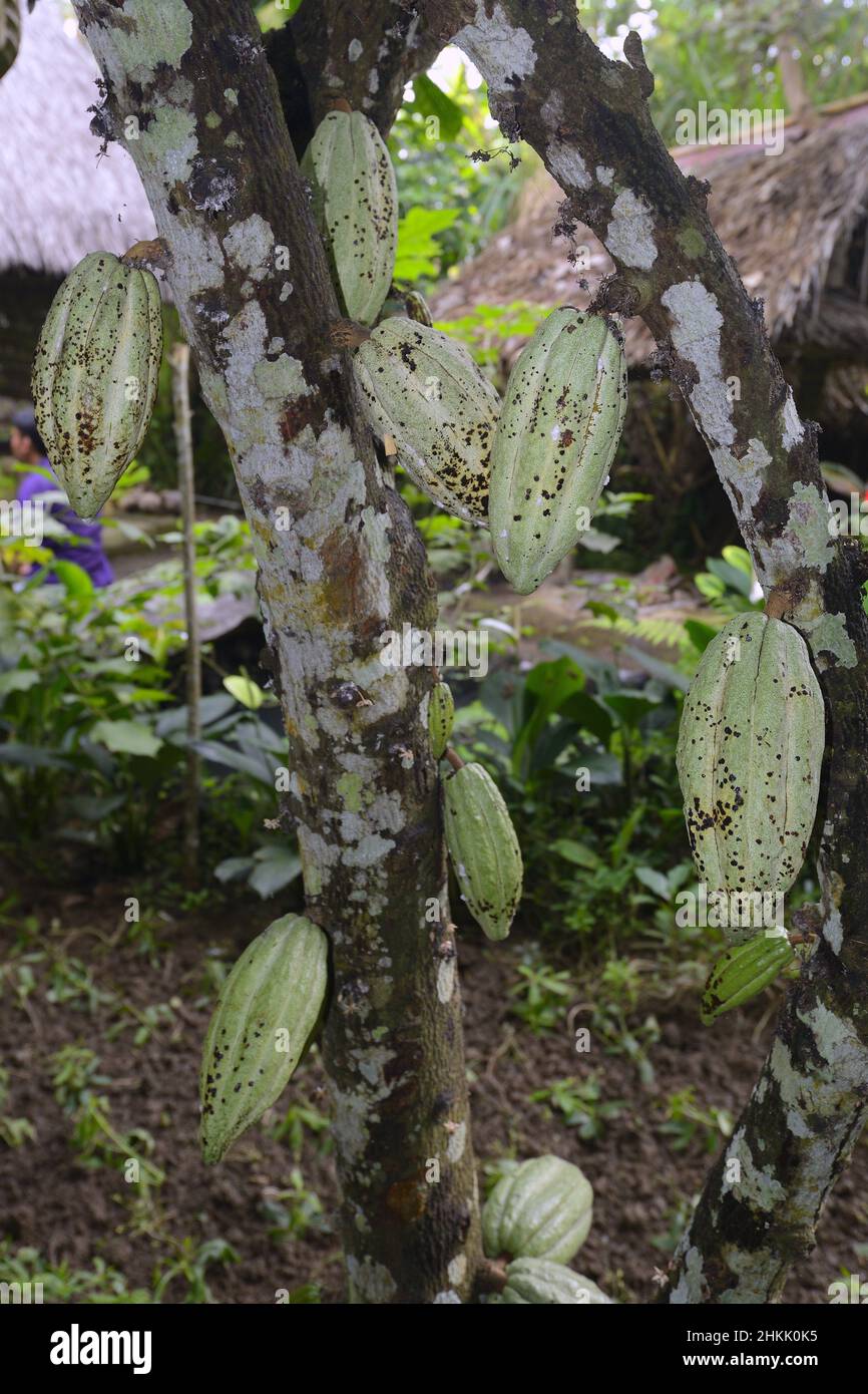 chocolate, cocoa tree (Theobroma cacao), immature cocoa fruits on a ...