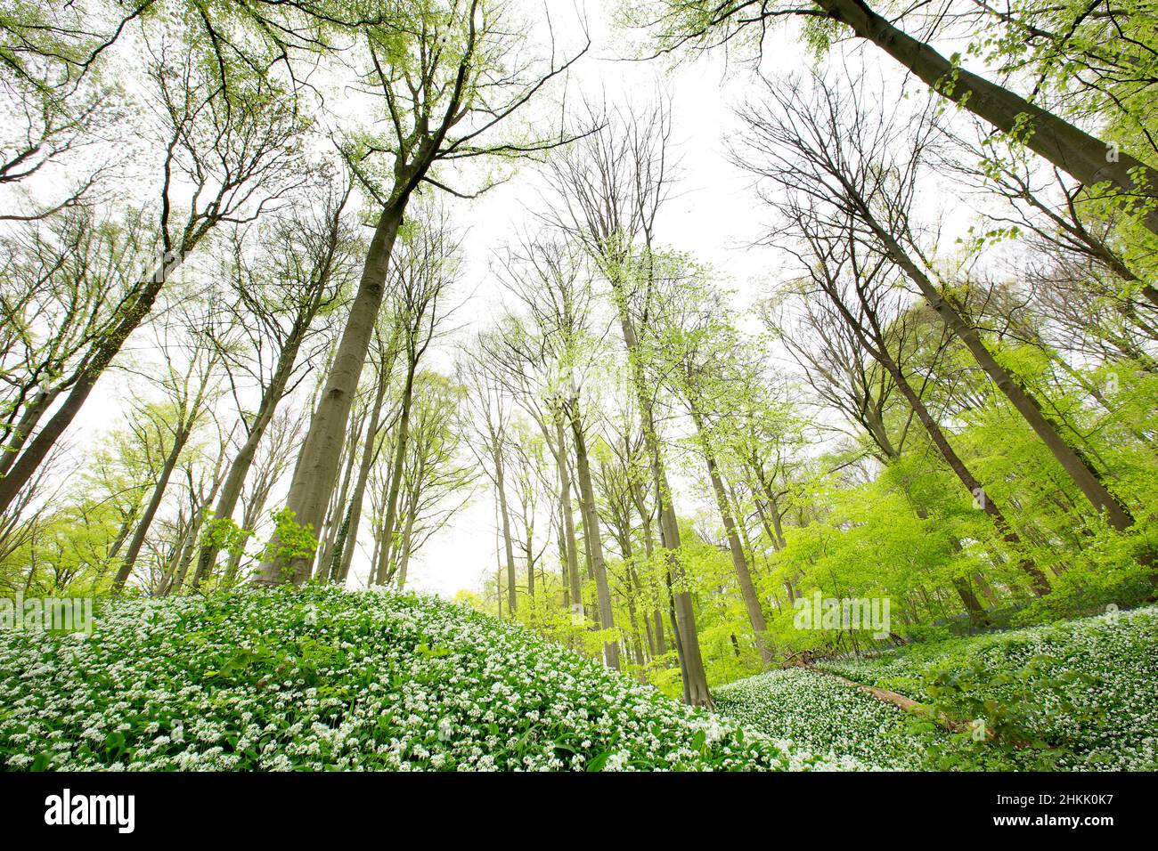 ramson, buckrams, wild garlic, broad-leaved garlic, wood garlic, bear ...