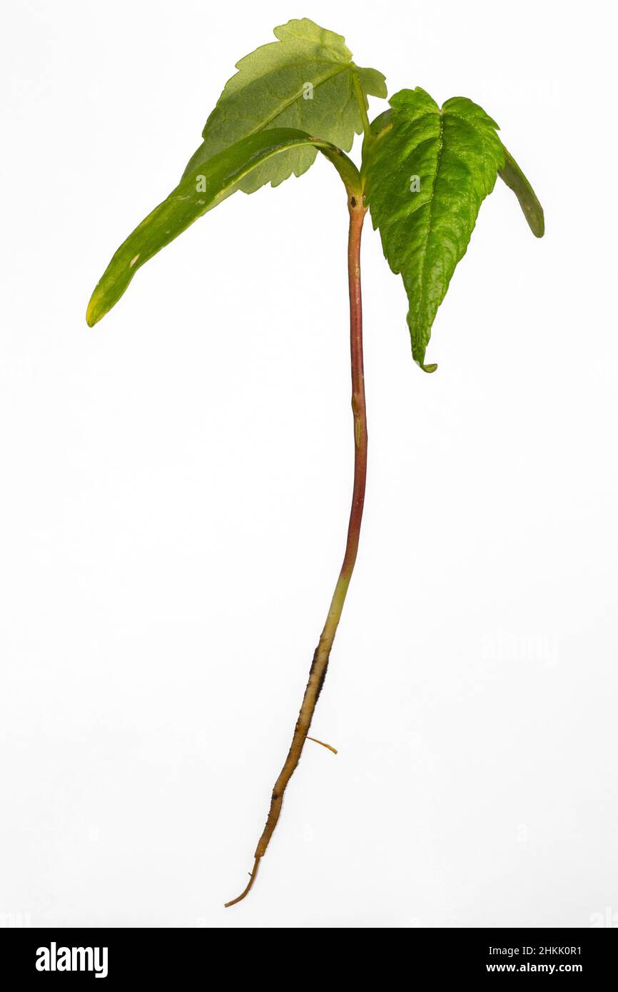 Sycamore seedling hi-res stock photography and images - Alamy