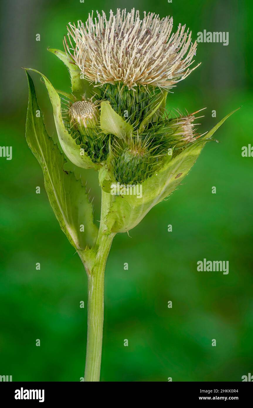 cabbage thistle (Cirsium oleraceum), blooming, Germany, Bavaria ...