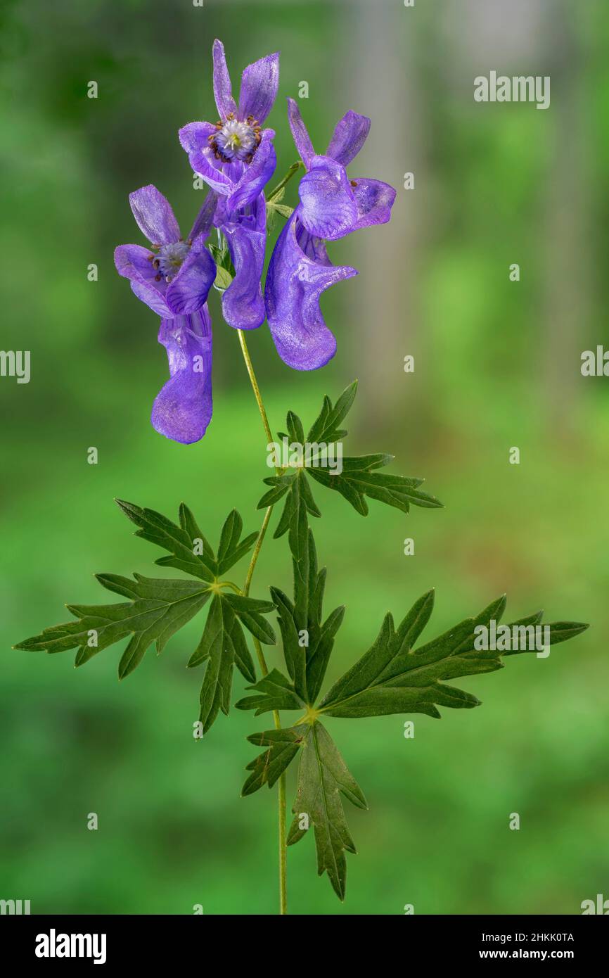 Single monks hood flower hi-res stock photography and images - Alamy