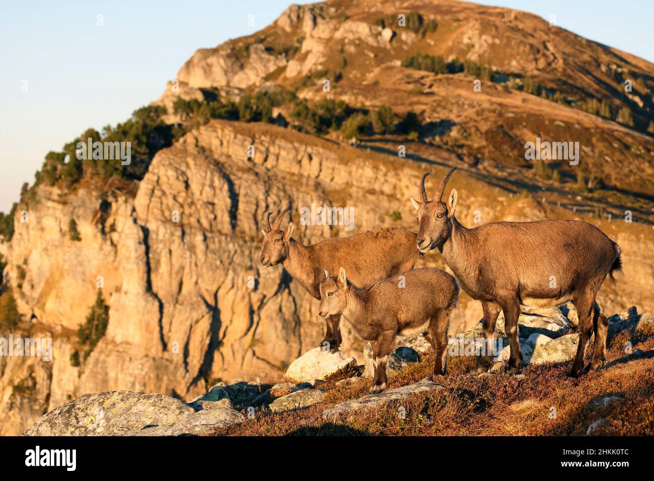 Alpine ibex (Capra ibex, Capra ibex ibex), two female Alpine ibexes ...