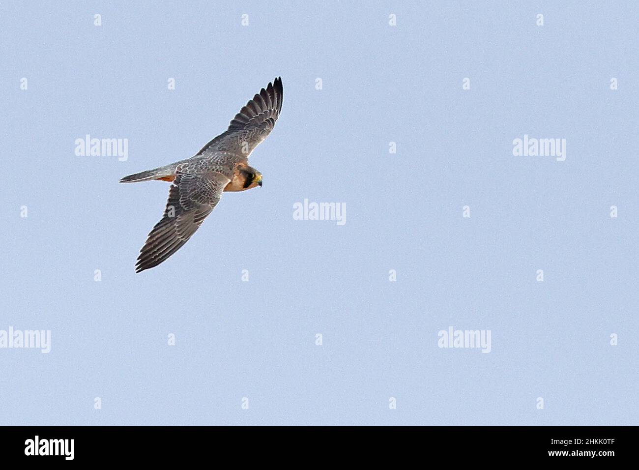 Halcones volando hi-res stock photography and images - Alamy