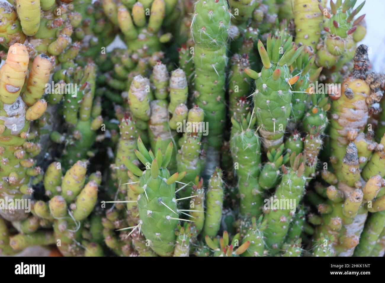Cacto hi-res stock photography and images - Alamy